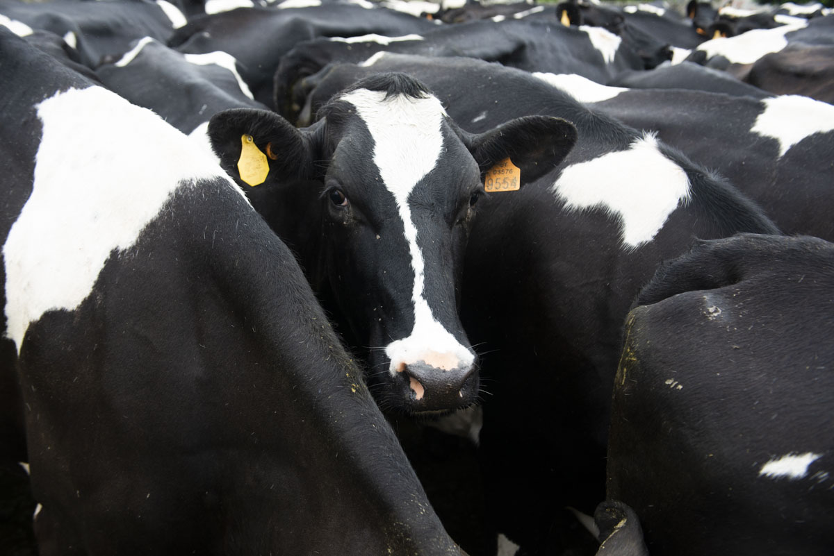 Heard of Zilmax? - High Arctic Seafoods & Steaks